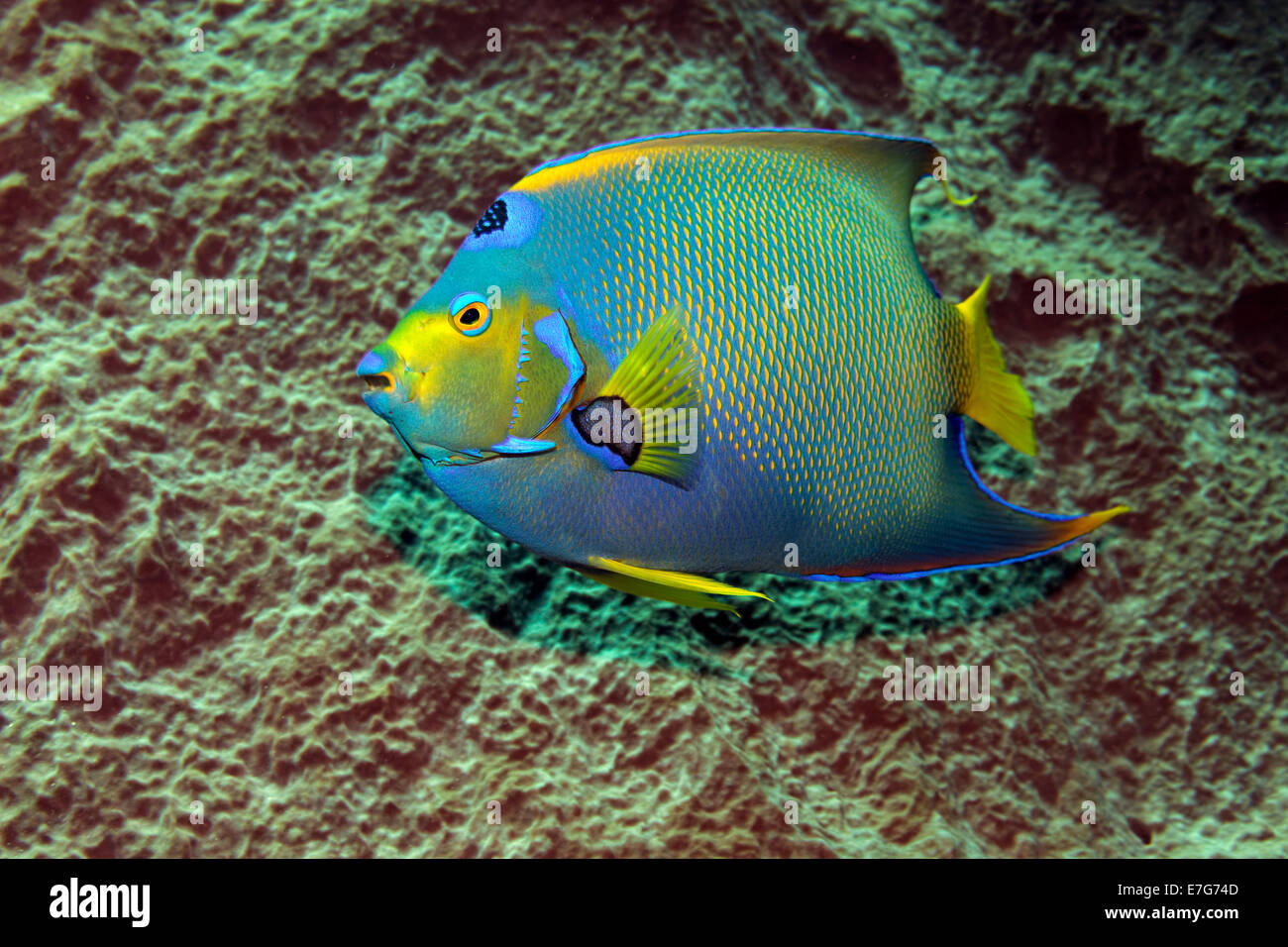 Queen Angelfish (Holacanthus ciliaris) in front of sponge, Little ...