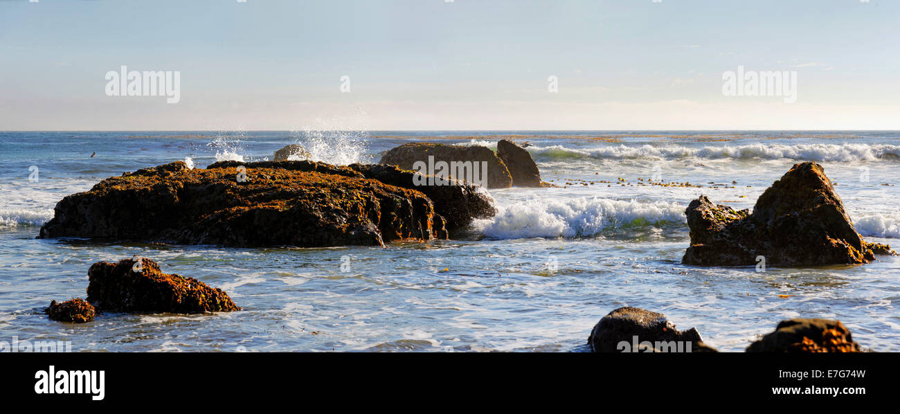 Rocks in the surf with brown algae (Phaeophyceae), Pacific Coast ...