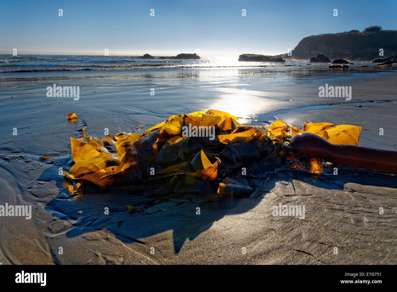 With brown algae hi-res stock photography and images - Alamy