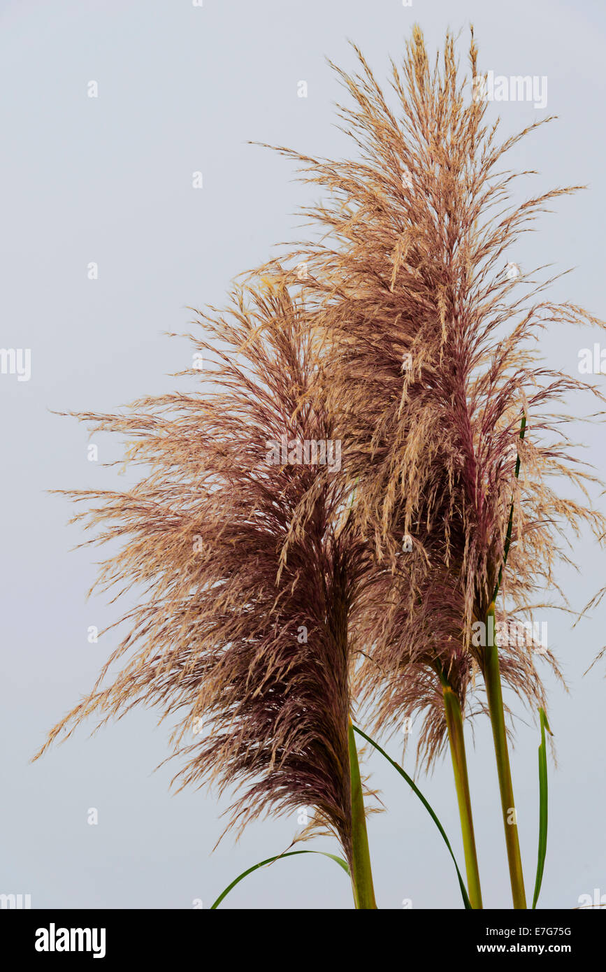 Bamboo grass (Pogonatherum paniceum) on the Pacific Coast, California ...