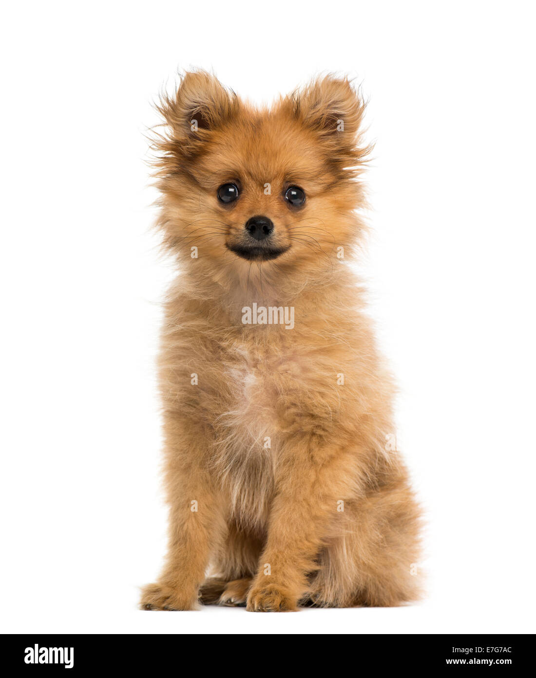 German Spitz puppy (3 months old) against a white background Stock ...