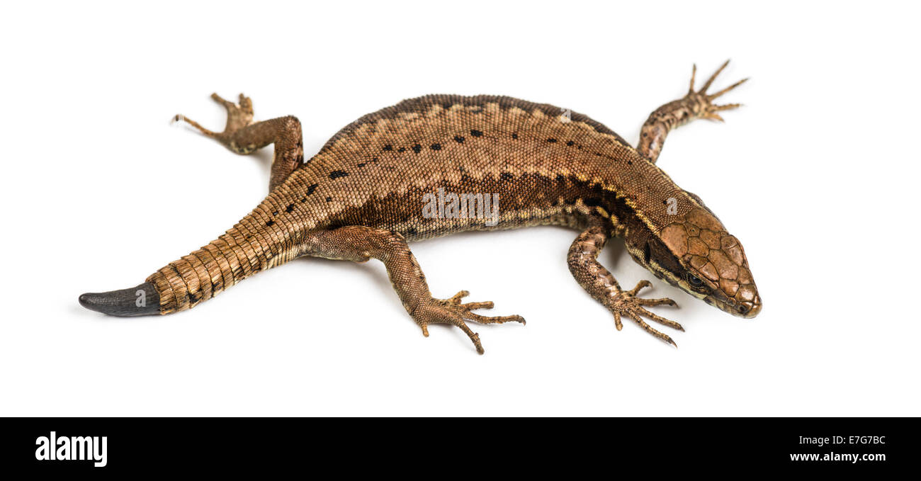 Wall lizard Cut Out Stock Images & Pictures - Alamy