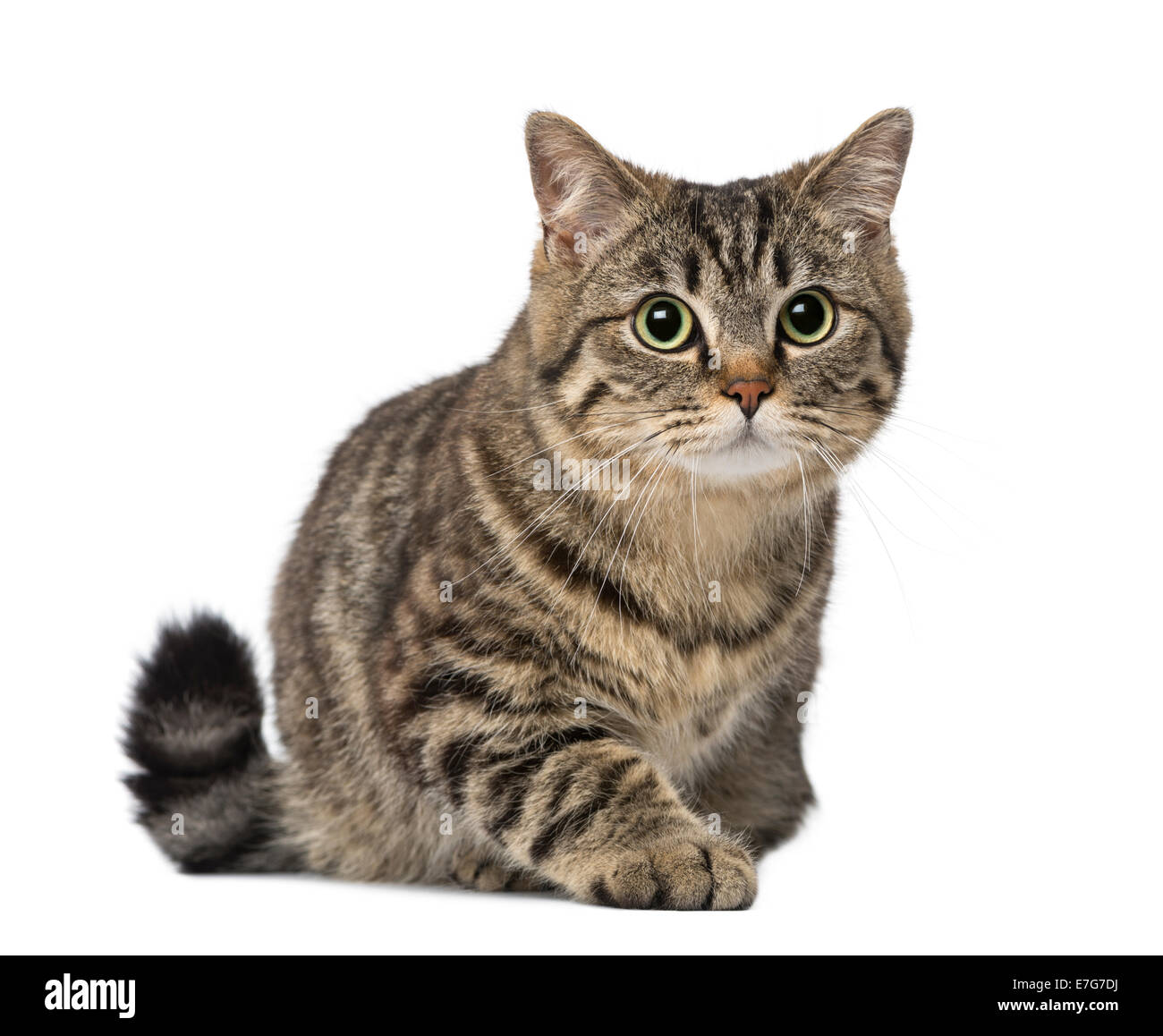 Alert Cat (1 year old) against white background Stock Photo - Alamy