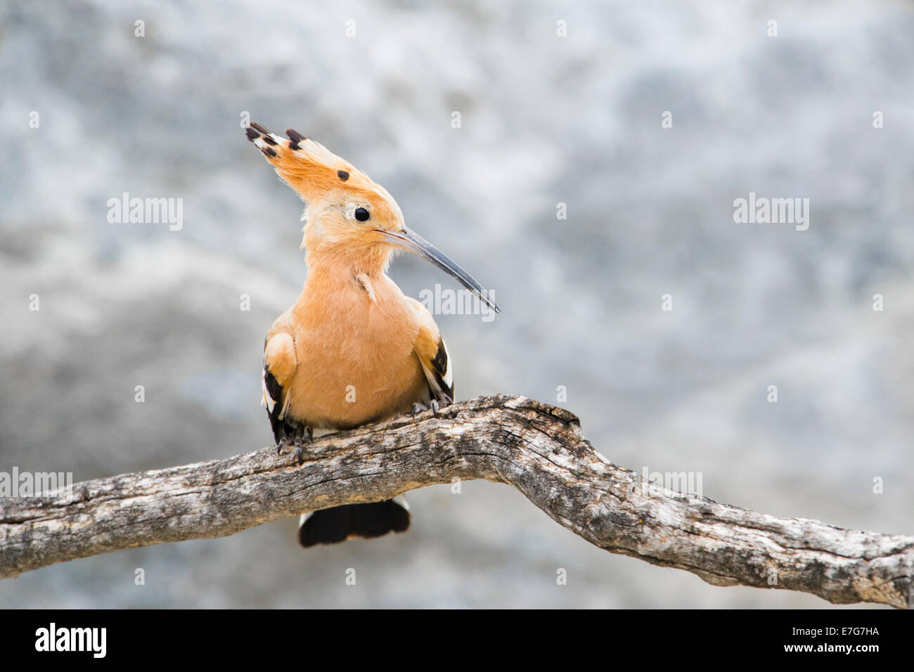 Epos High Resolution Stock Photography and Images - Alamy