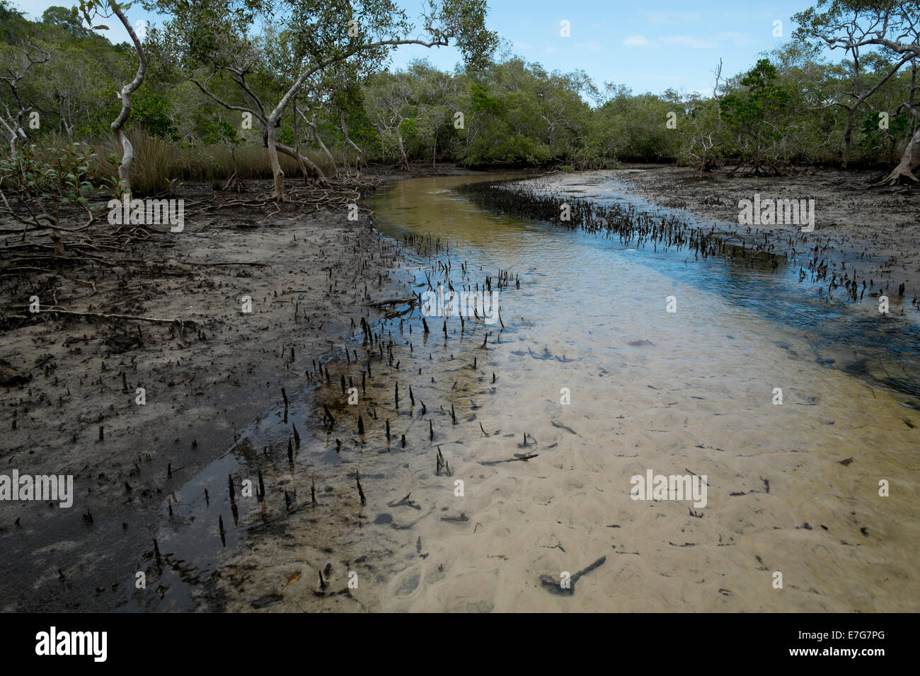 At Myora Springs Stock Photo - Alamy