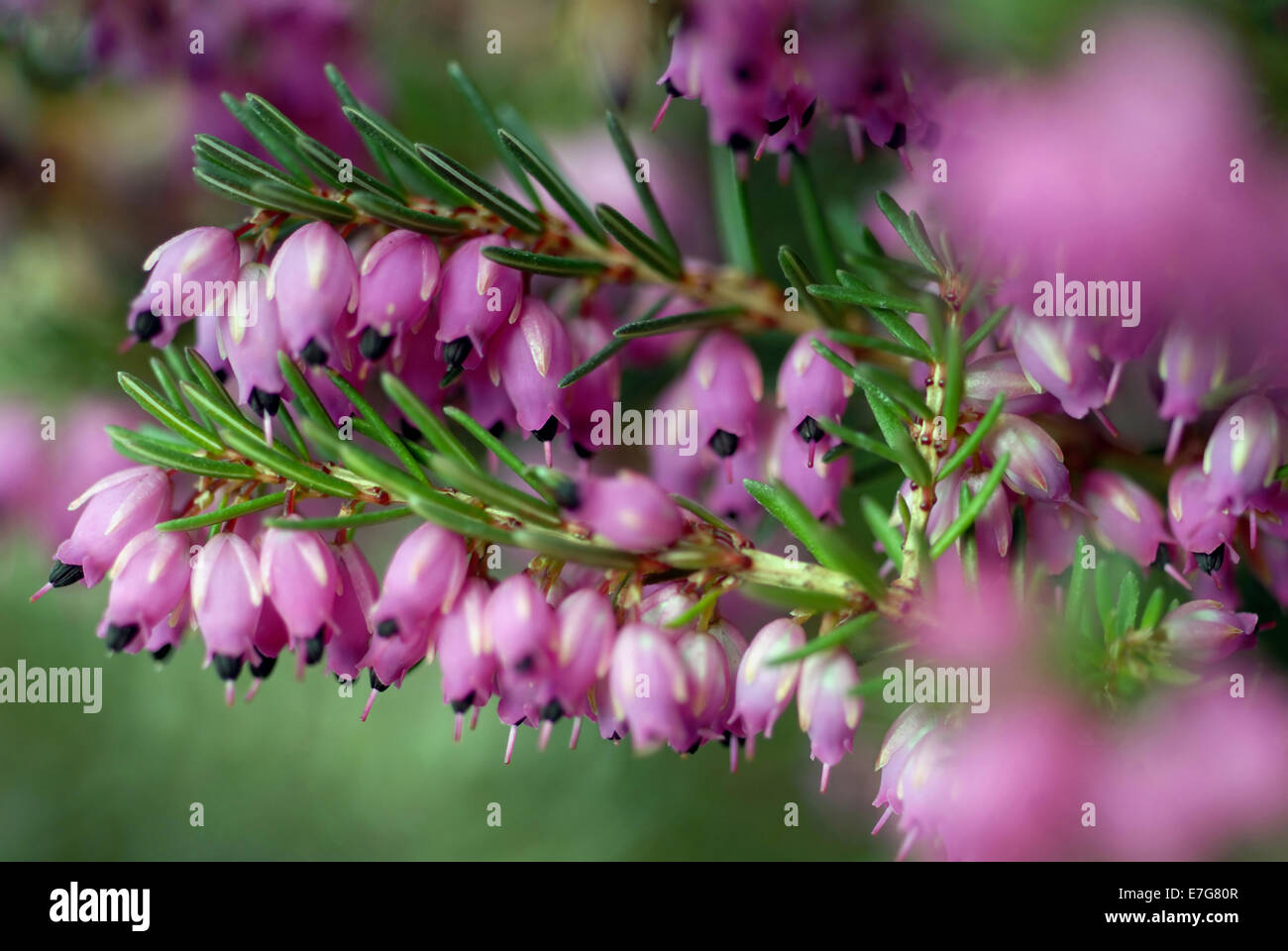 Heather rock garden hi-res stock photography and images - Alamy