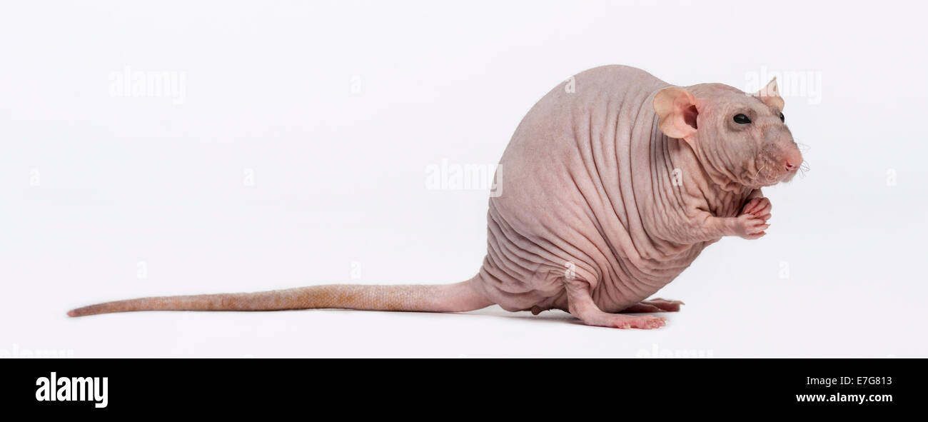 Hairless Rat (2 years old) Rattus norvegicus, against white background ...