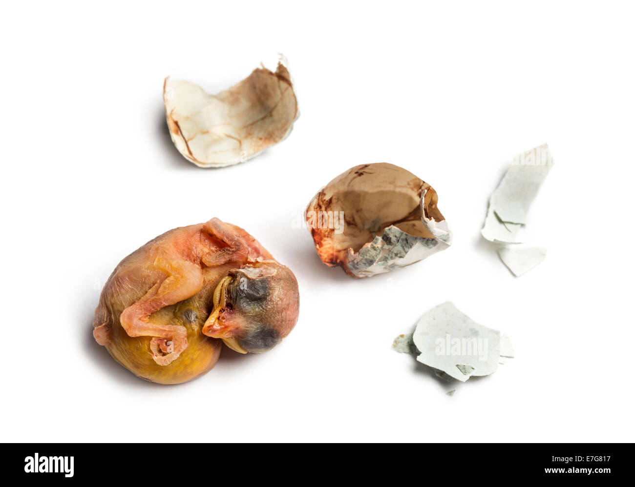 Dead fetus hi-res stock photography and images - Alamy
