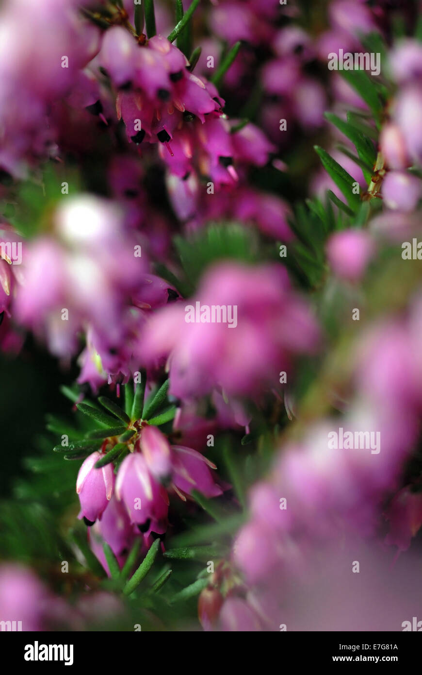 Heather rock garden hi-res stock photography and images - Alamy