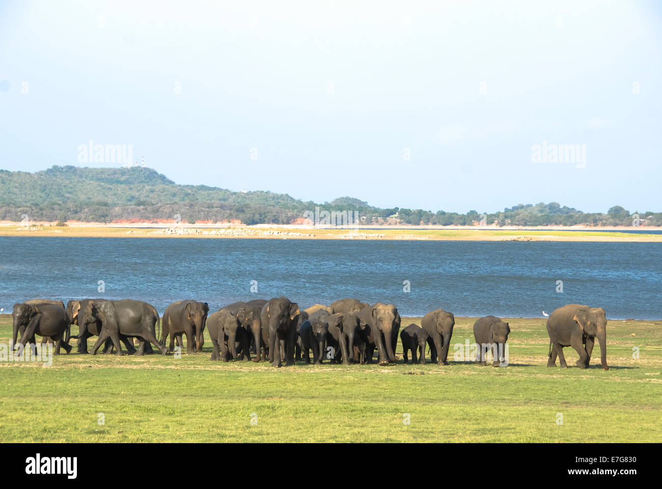 Sri lanka elephants in hi-res stock photography and images - Alamy
