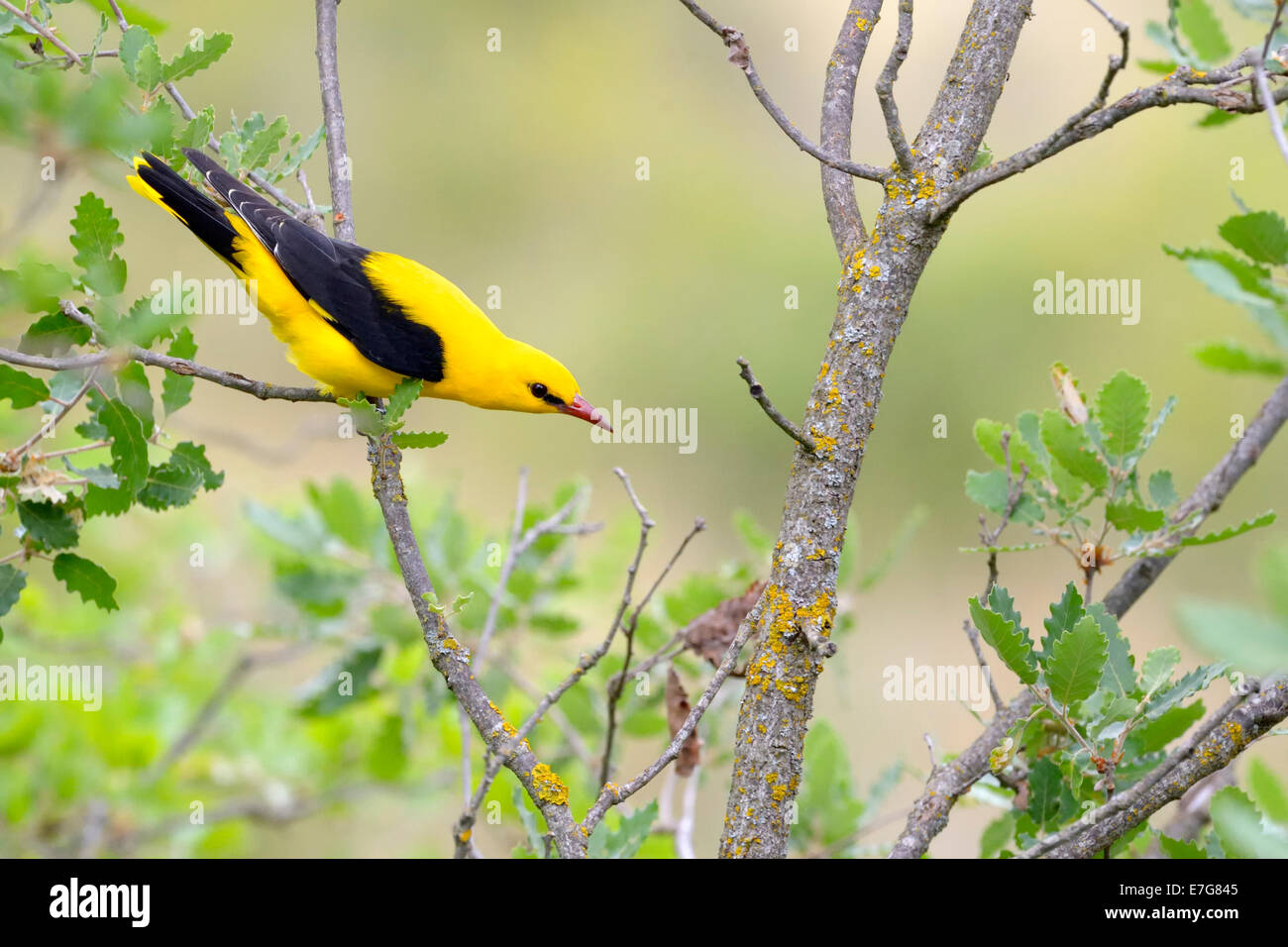 Golden oriole oriolus oriolus hi-res stock photography and images - Alamy