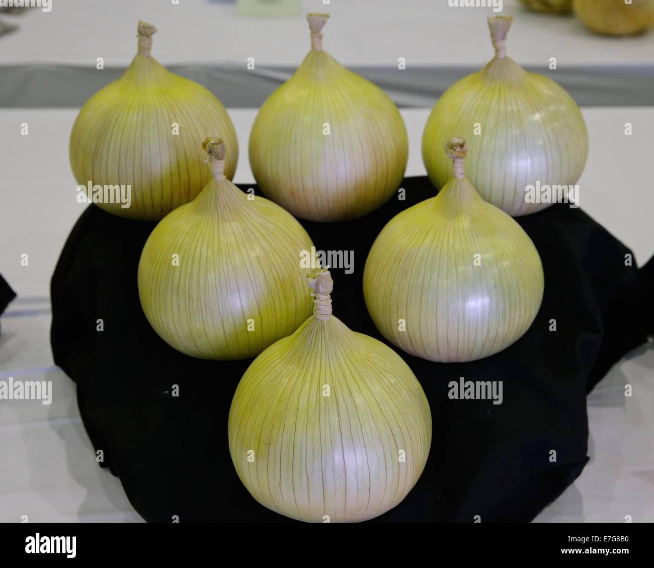 The six winning dressed onions Stock Photo - Alamy