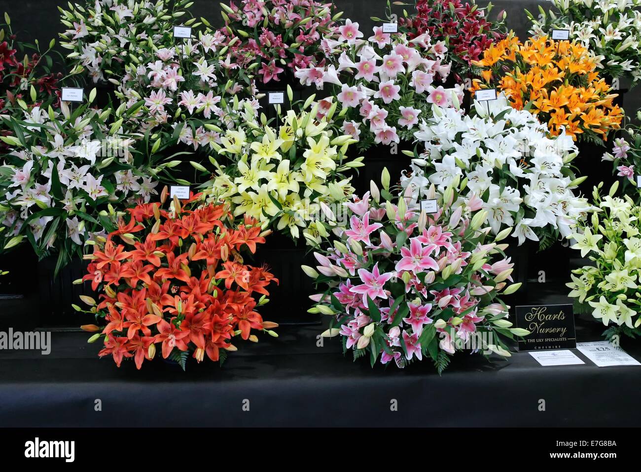 A display of Oriental Lilies Stock Photo - Alamy