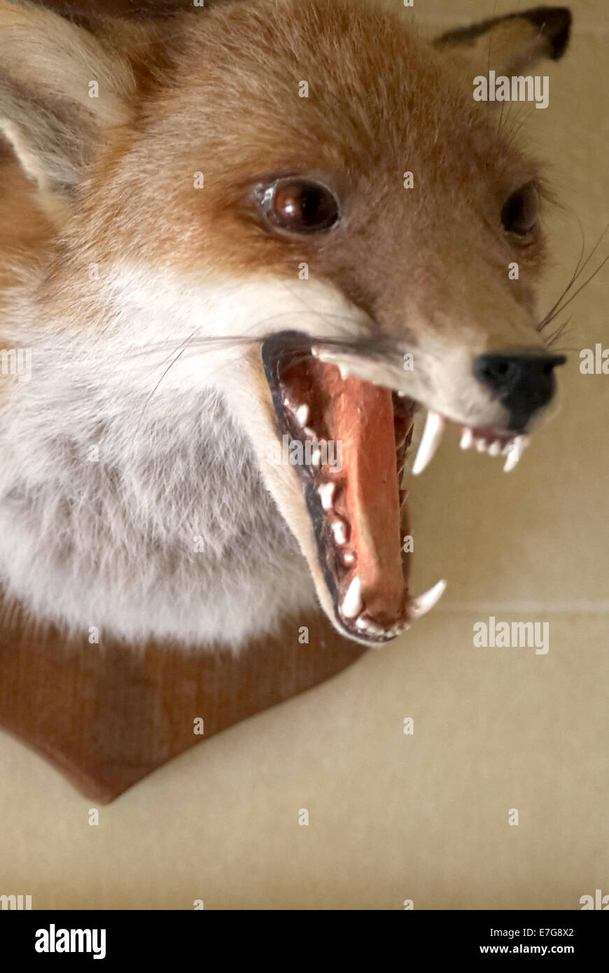 Fox head Hunting trophy Stock Photo - Alamy