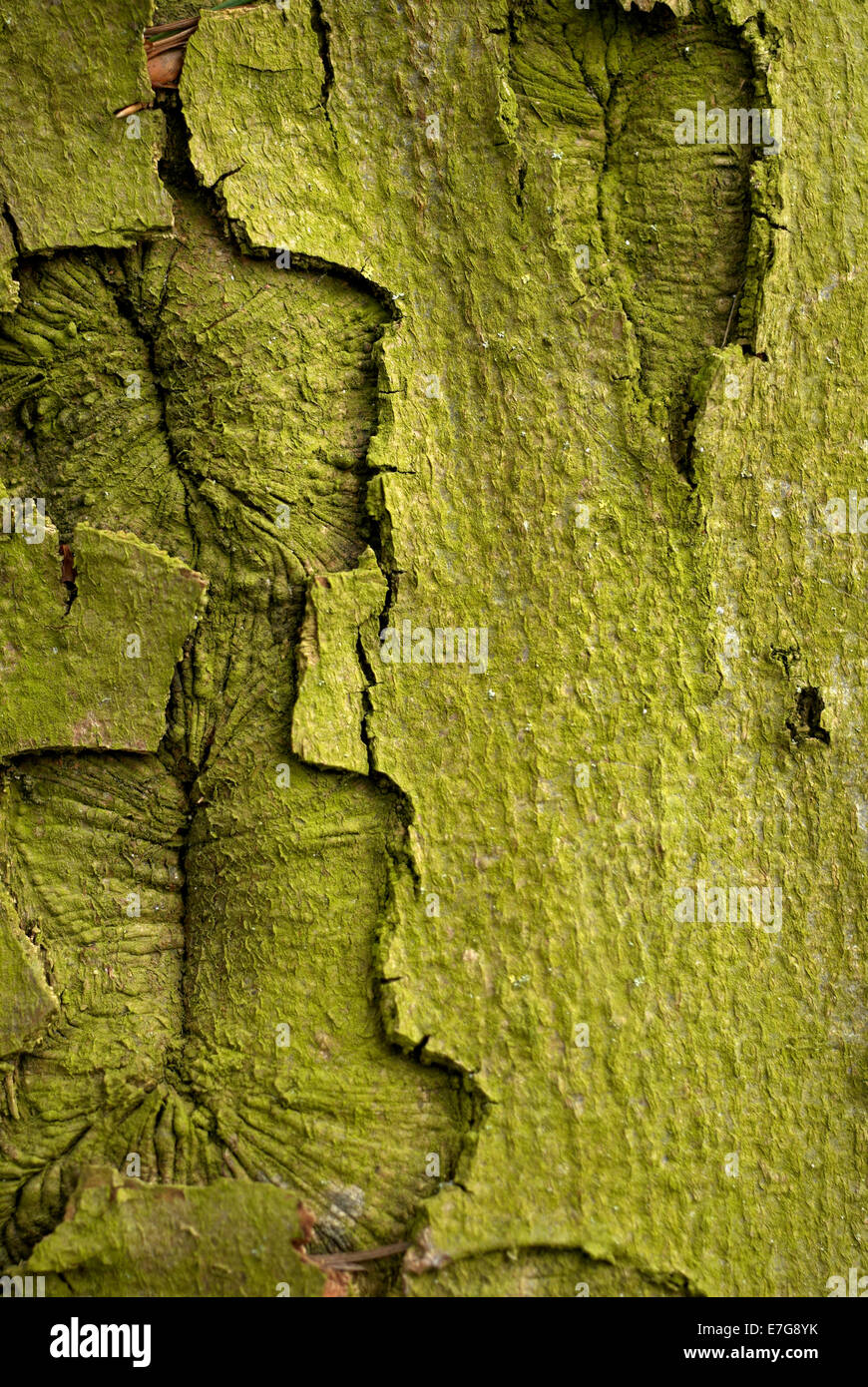Green textured bark Stock Photo - Alamy