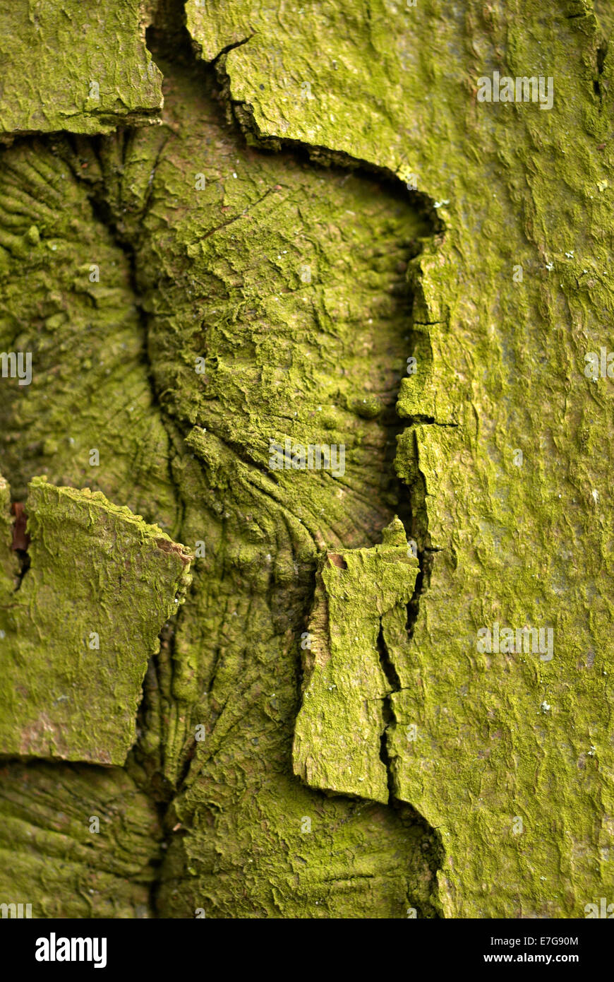 Green textured bark Stock Photo - Alamy
