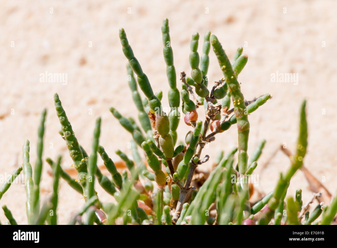 Saltwort plants hi-res stock photography and images - Alamy