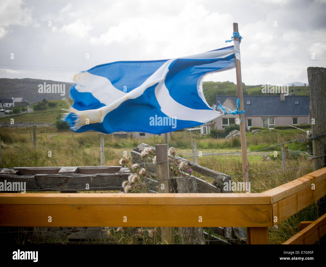 Scottish Independance vote. A tattered scottish flag flies on the isle ...