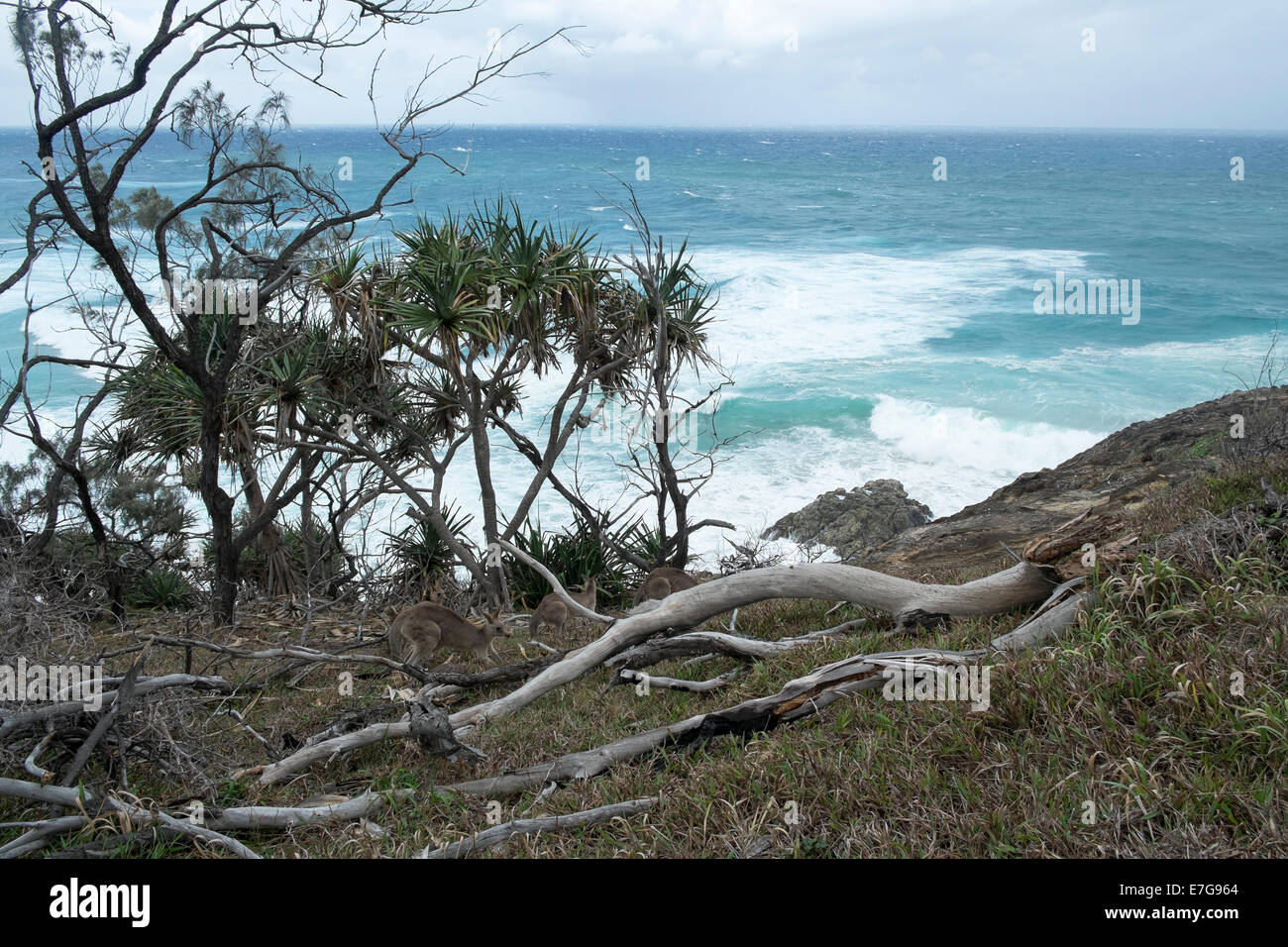 Kangaroo point lookout hi-res stock photography and images - Alamy