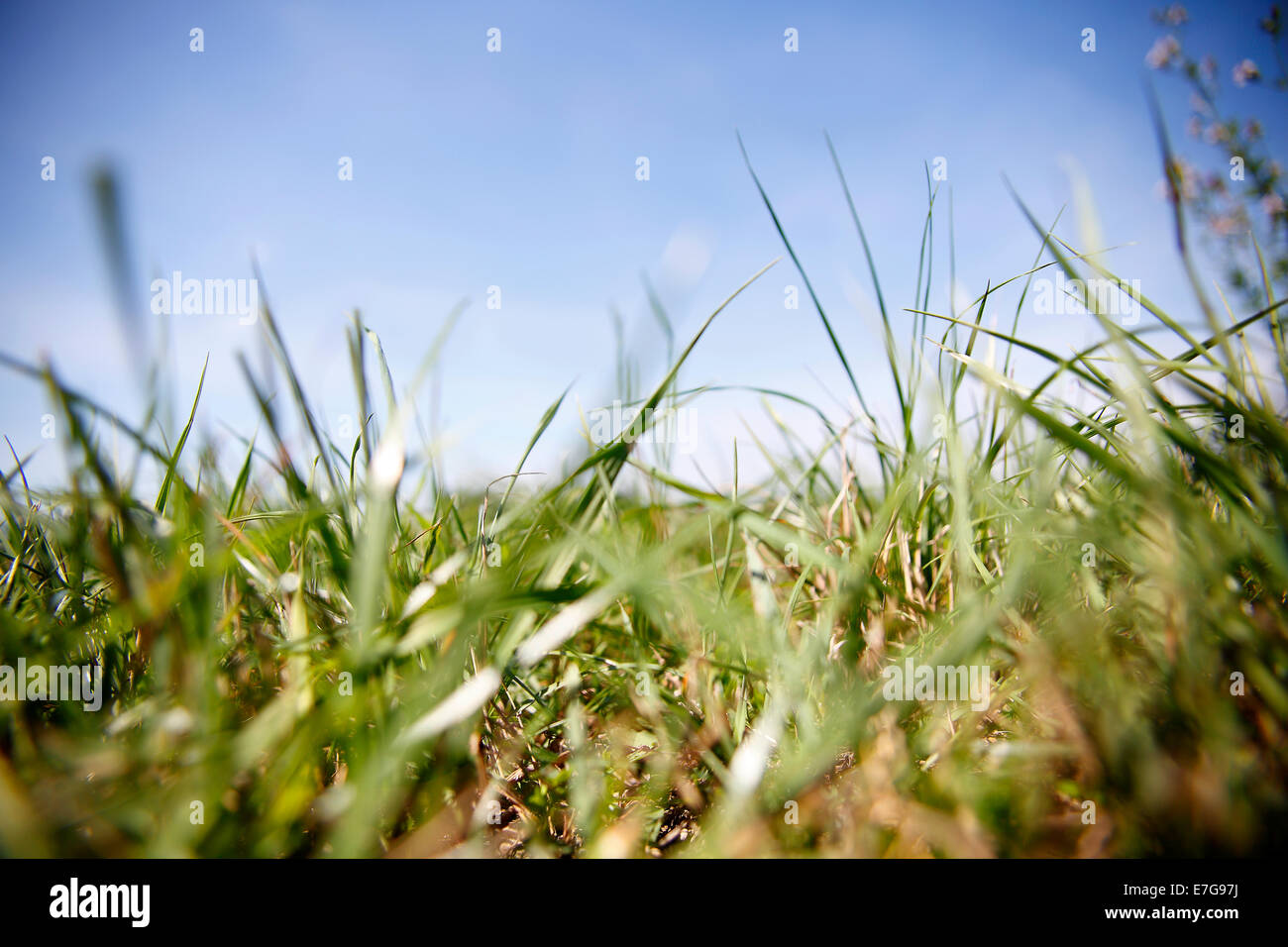 Awakening of plants and flowers in the nature in spring Stock Photo - Alamy