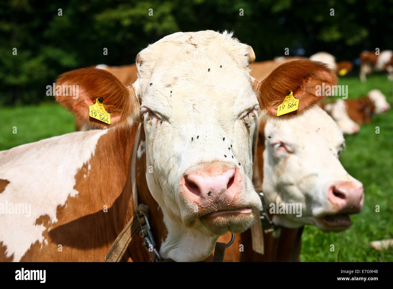 Simmental breed, Simmental cattle on the willow, Berglen, Germany, Sept ...