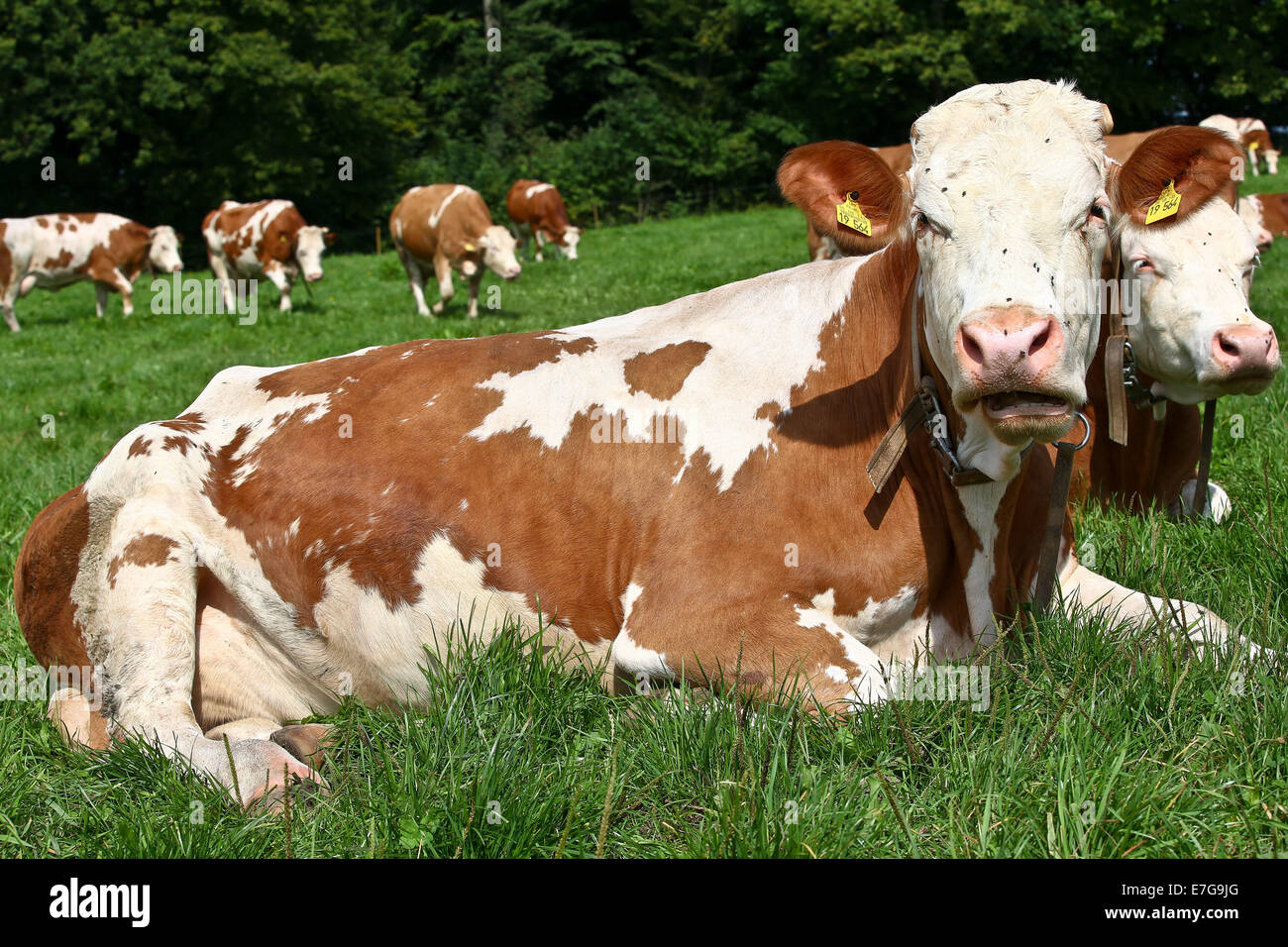 Simmental breed, Simmental cattle on the willow, Berglen, Germany Stock ...