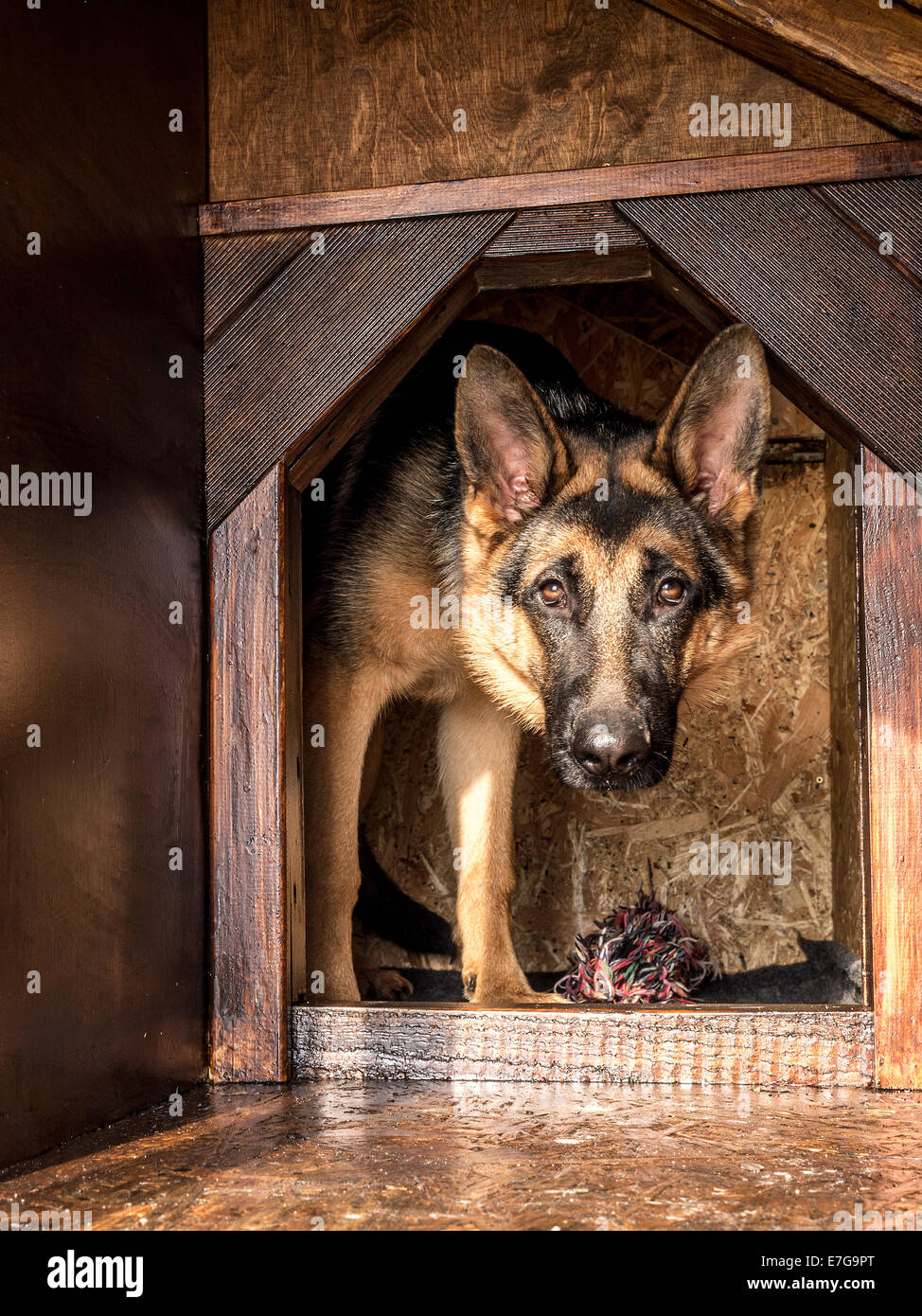 Wooden dog kennel hi-res stock photography and images - Alamy