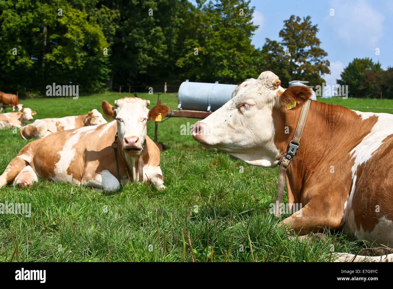 Simmentaler rind hi-res stock photography and images - Alamy
