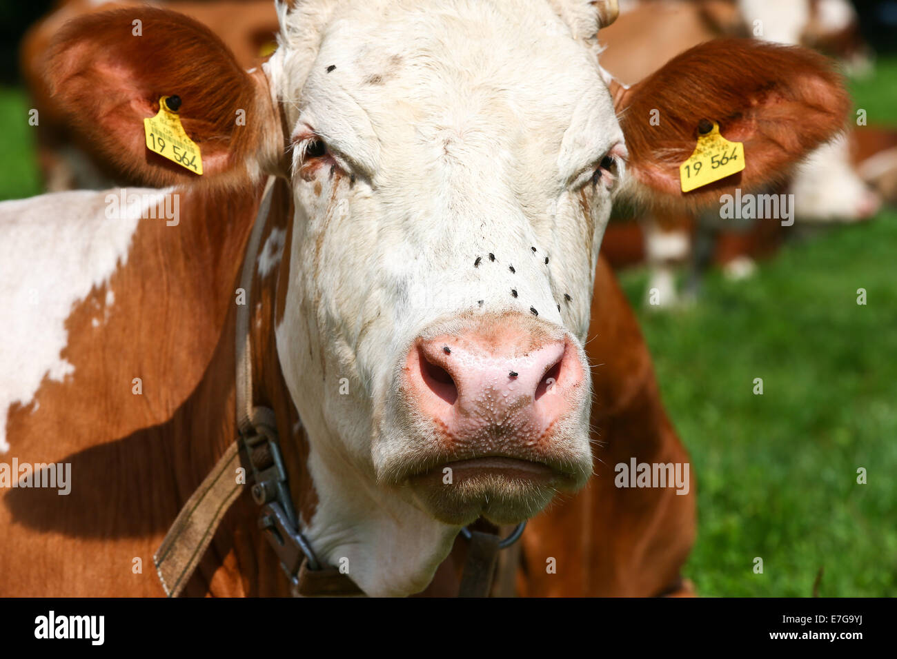 Simmentaler kuh hi-res stock photography and images - Alamy