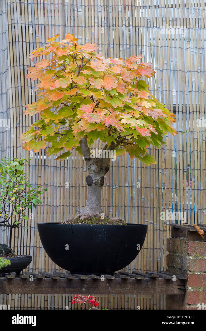 Aceraceae hi-res stock photography and images - Alamy