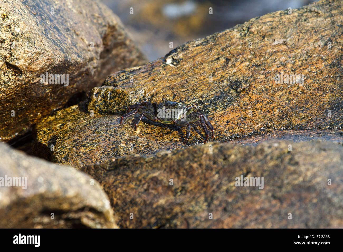 Crabs at Amity Stock Photo - Alamy