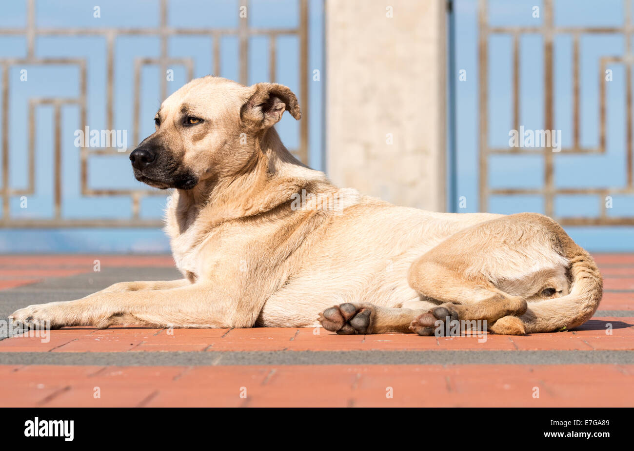 Relaxed dog hi-res stock photography and images - Alamy