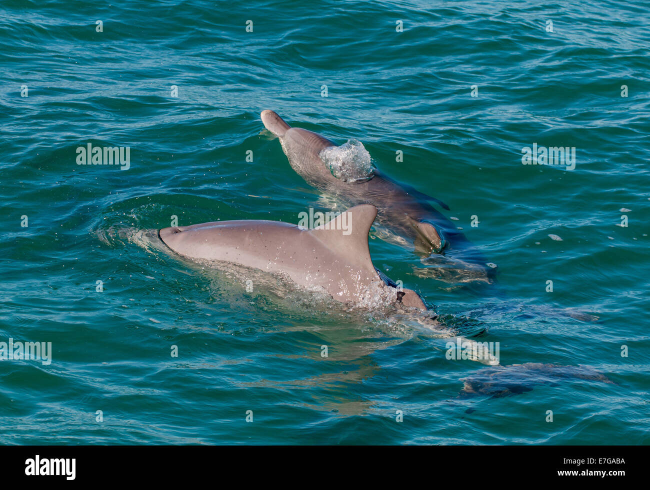 Bottlenose Dolphin, Tursiops truncatus Stock Photo - Alamy