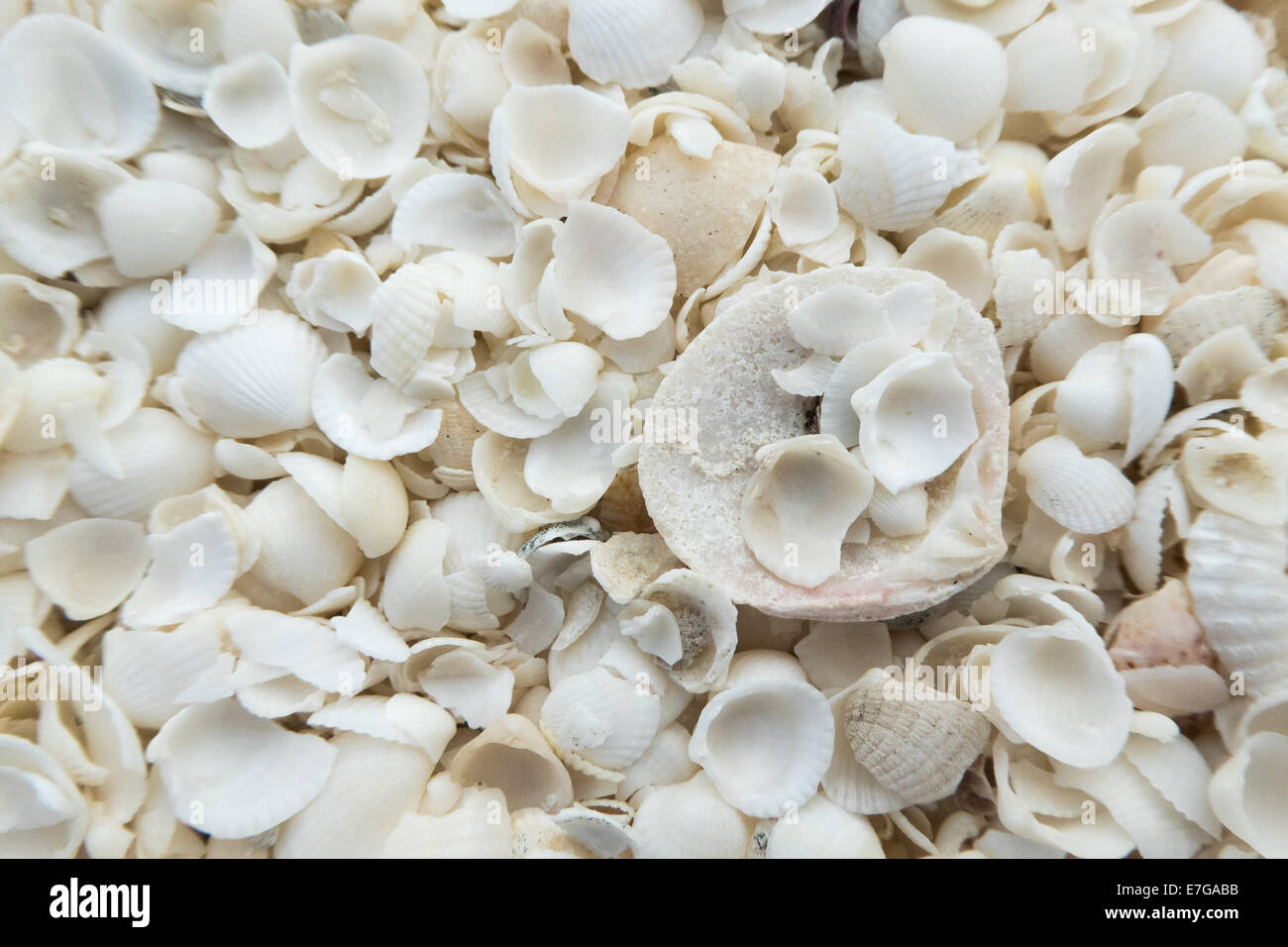 Shells On Beach Stock Photo - Alamy