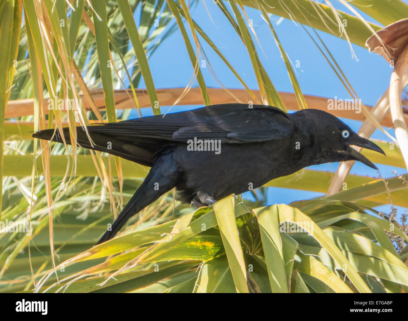 Little Crow, Covus bennetti Stock Photo - Alamy