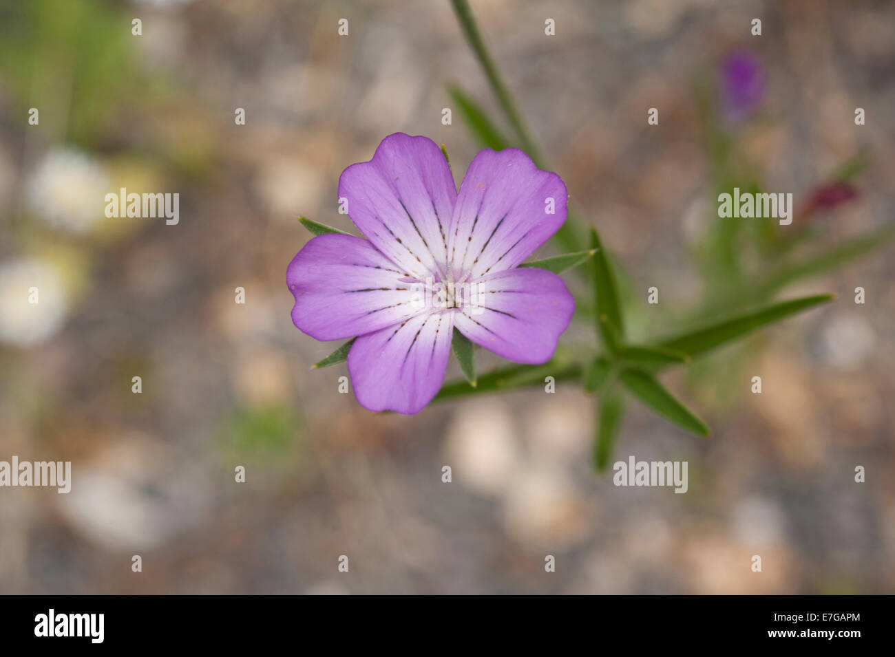 Githagin Hi Res Stock Photography And Images Alamy