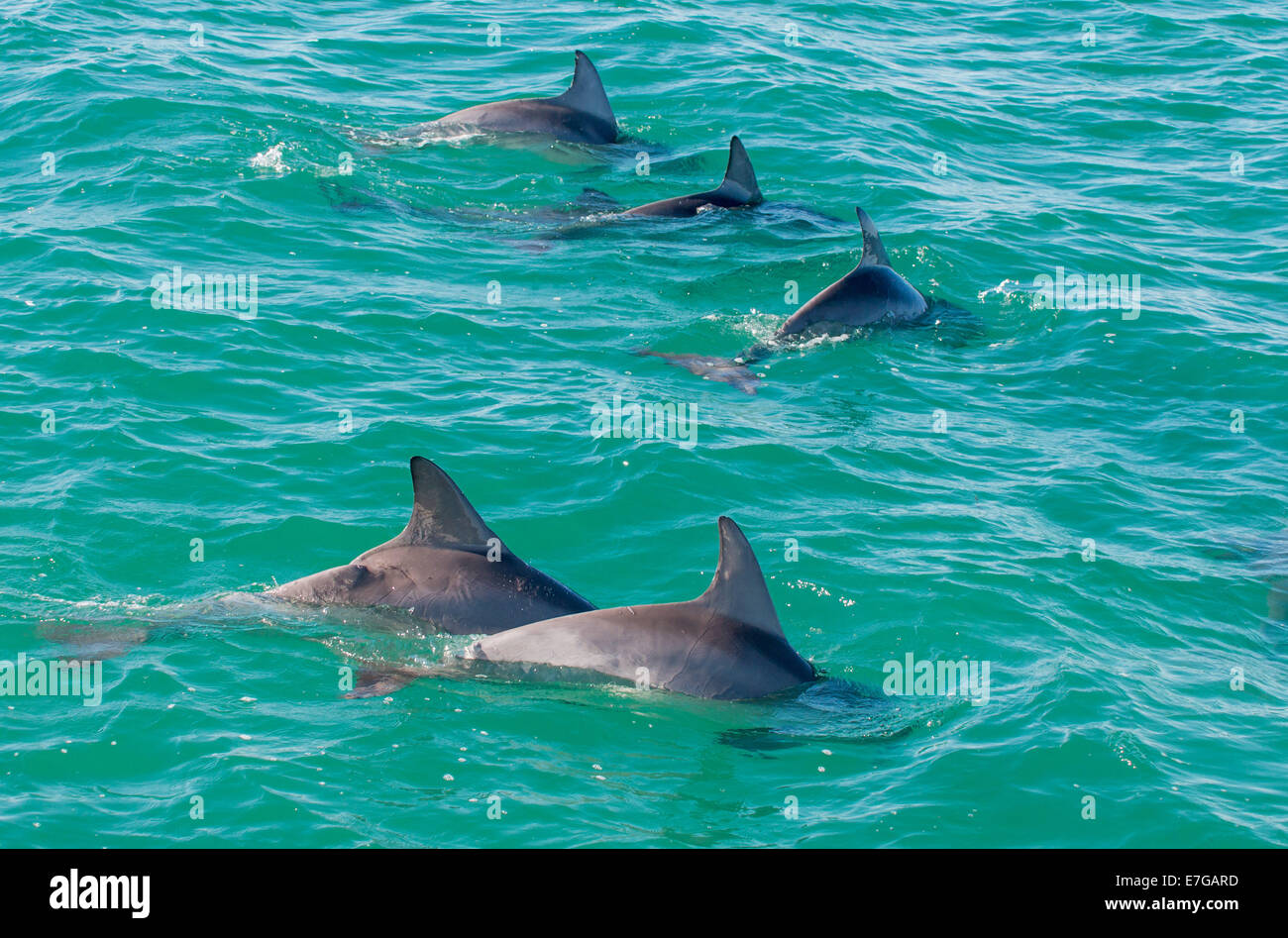 Bottlenose Dolphin, Tursiops truncatus Stock Photo - Alamy