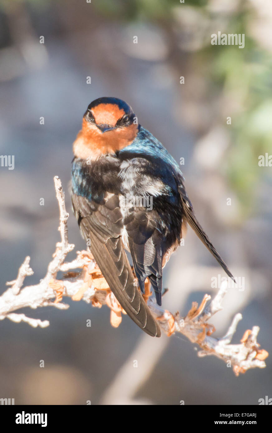 Welcome Swallow grooming, Hirundo neoxena Stock Photo - Alamy