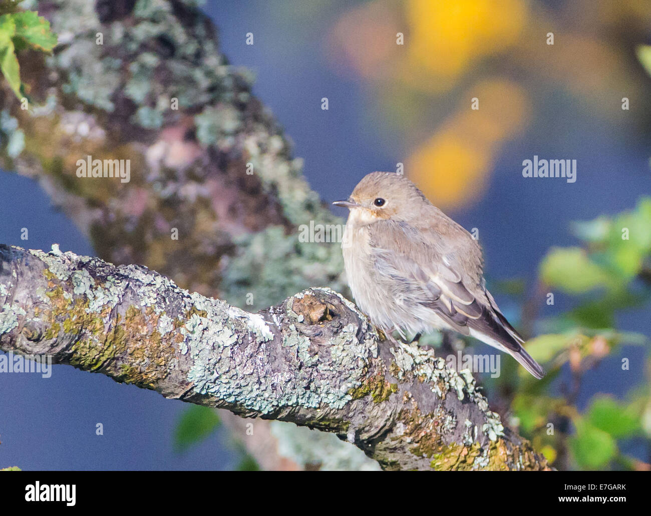 Warbler, Phylloscopus sp Stock Photo - Alamy