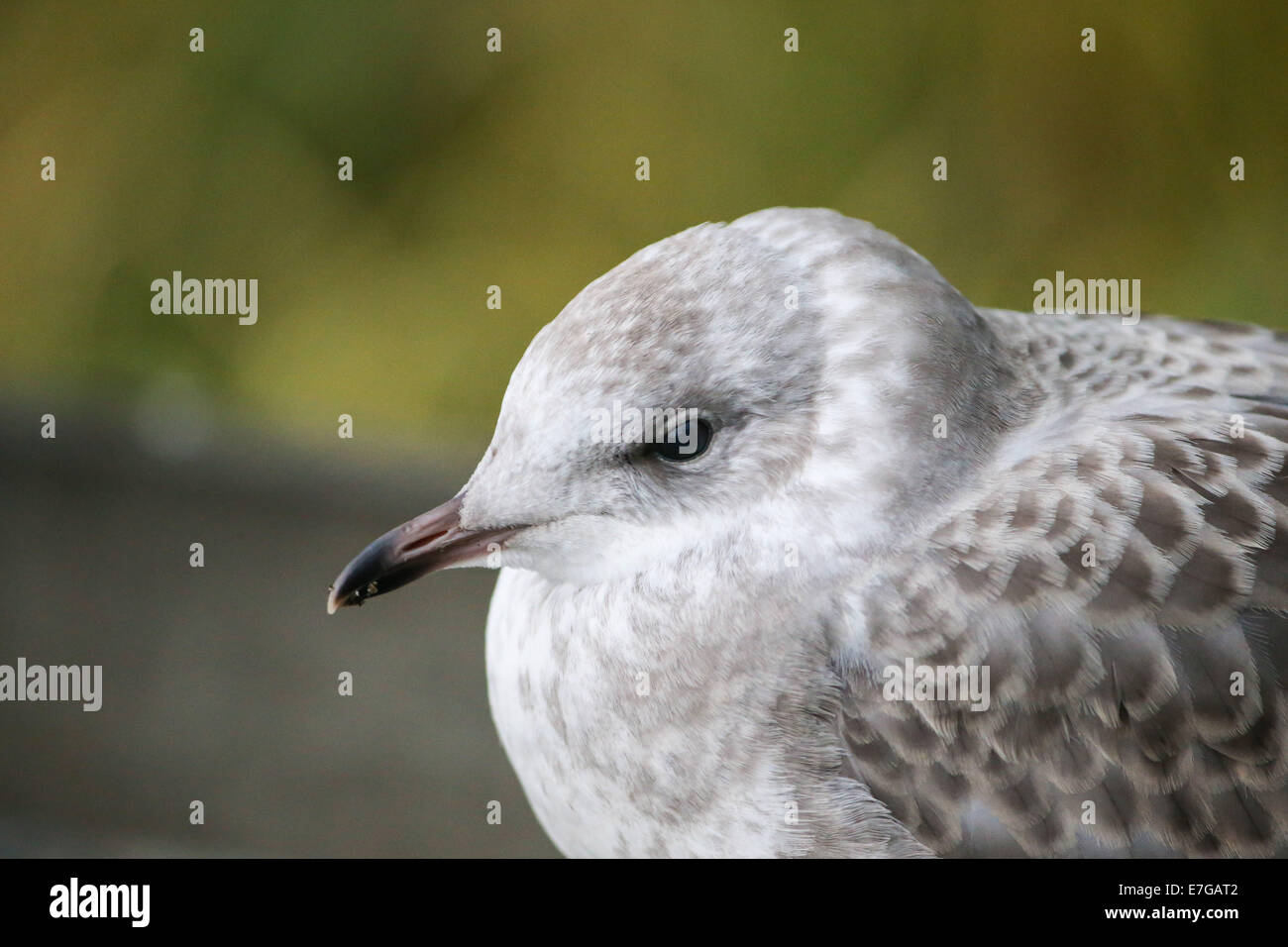 juvenile Common Gull portrait, Larus canus Stock Photo - Alamy