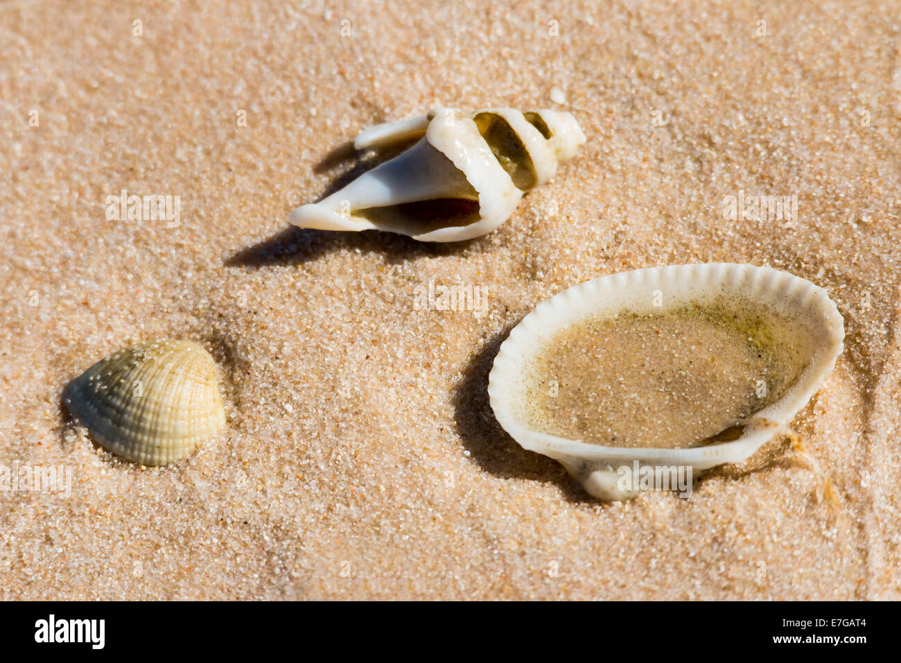 Shells On The Beach Stock Photo - Alamy