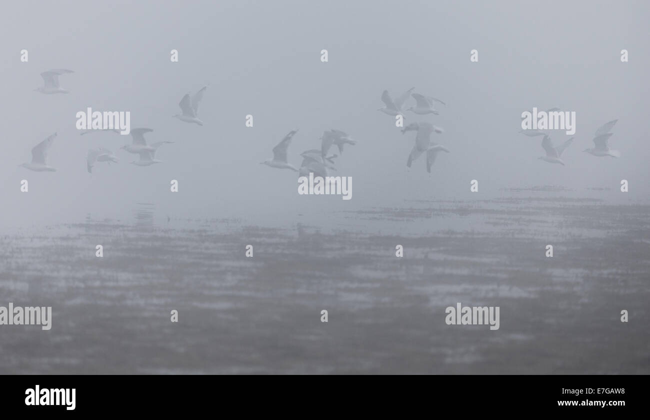 Common Gulls in mist, Larus canus Stock Photo - Alamy