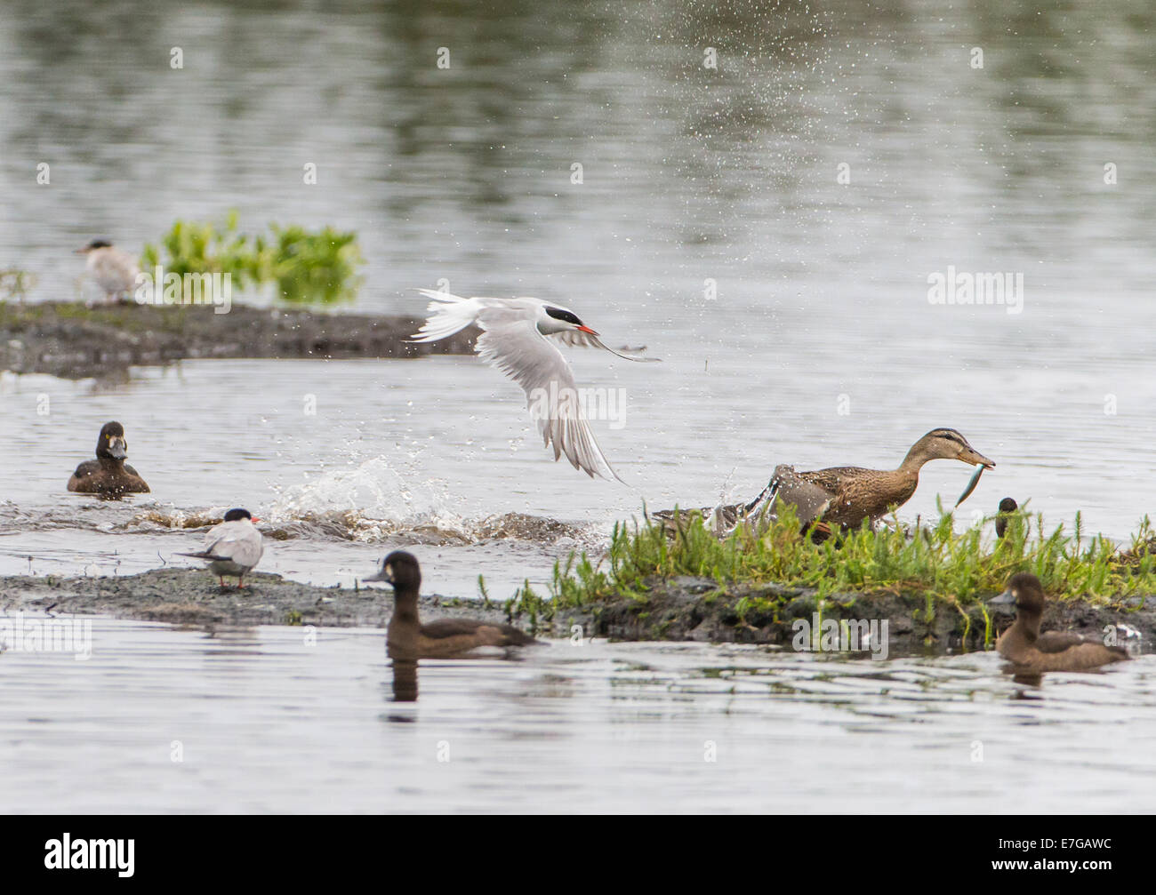 Mallard steals fish from Tern, Anas platyrhynchos, Sterna hirundo Stock ...