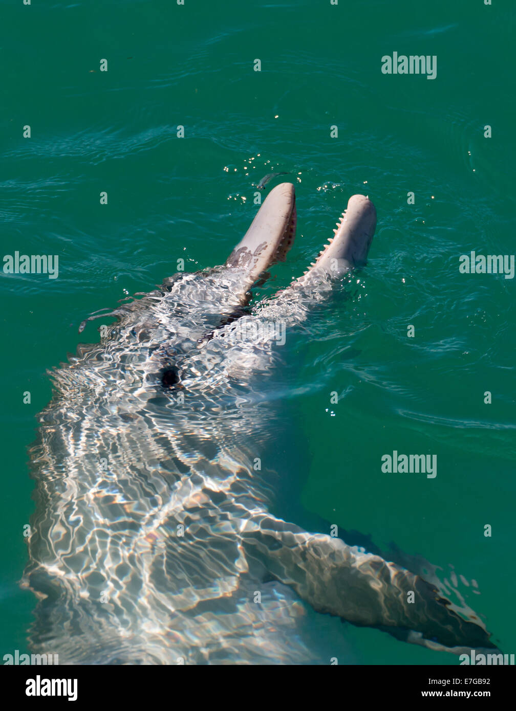 Dolphin pectoral fin hi-res stock photography and images - Alamy
