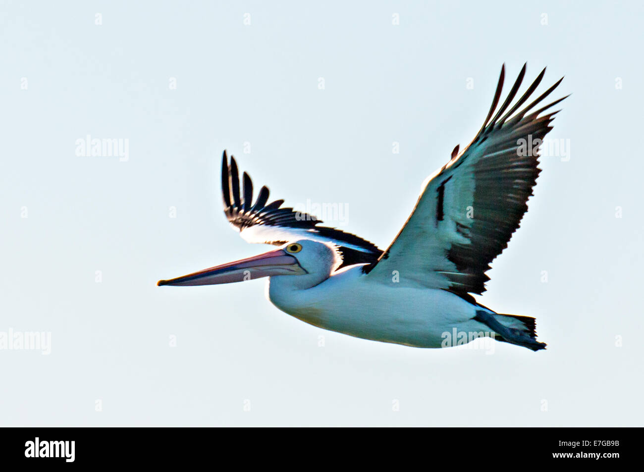Flying Pelican Western Australia High Resolution Stock Photography and ...
