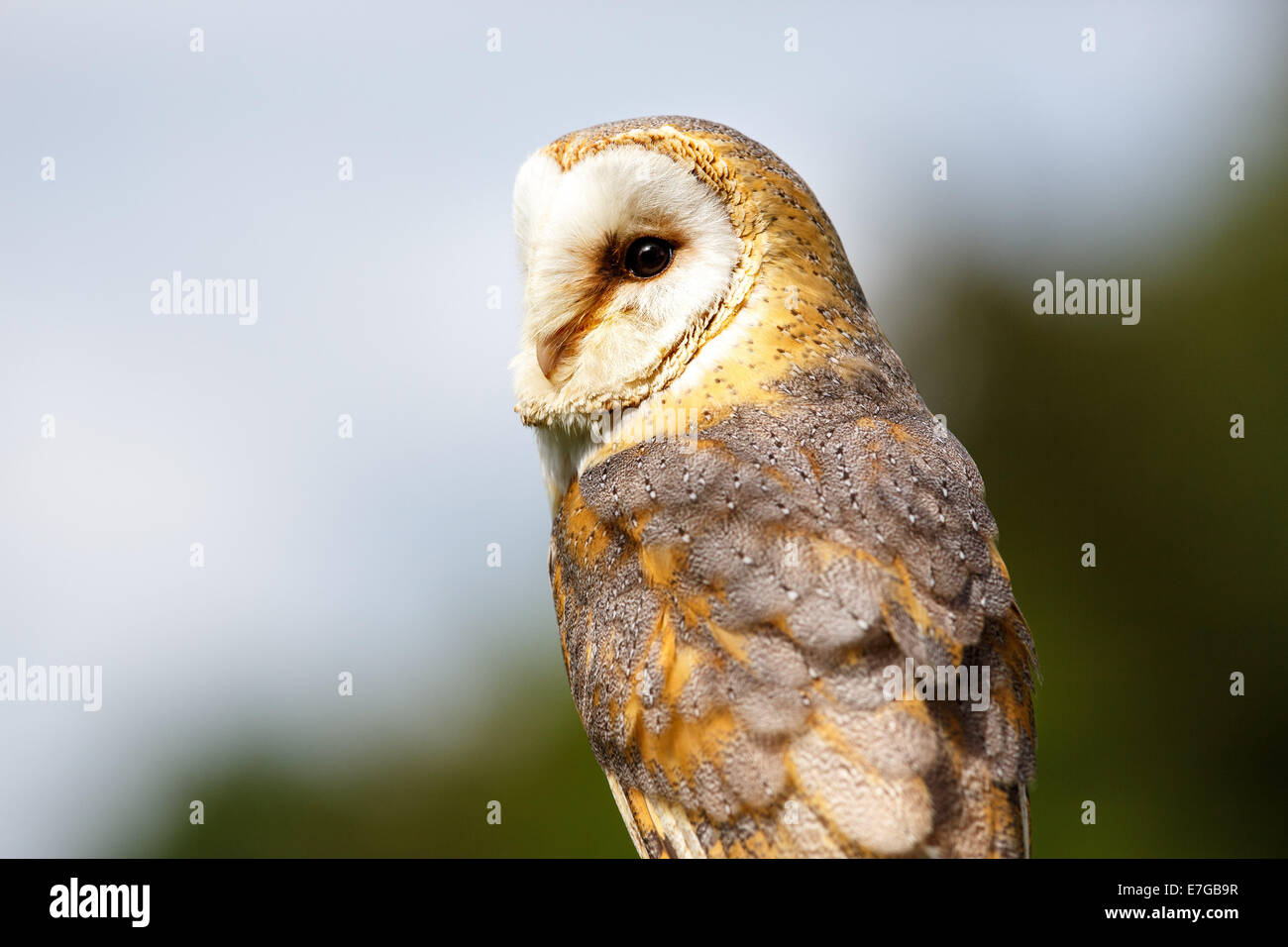 Skull of a barn owl hi-res stock photography and images - Alamy