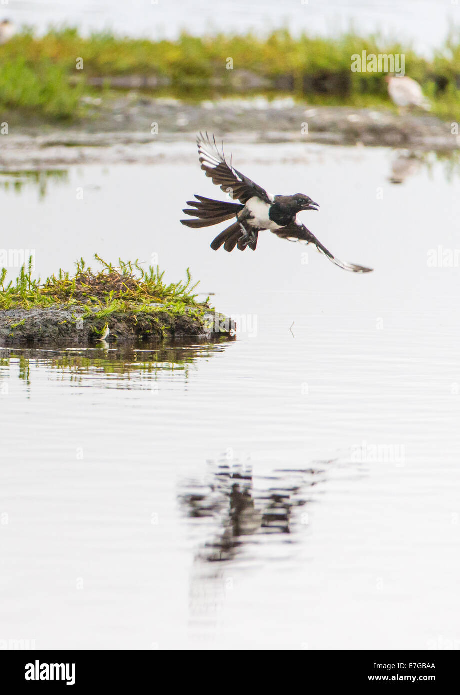 magpie at lake Prestvannet, Pica pica Stock Photo - Alamy