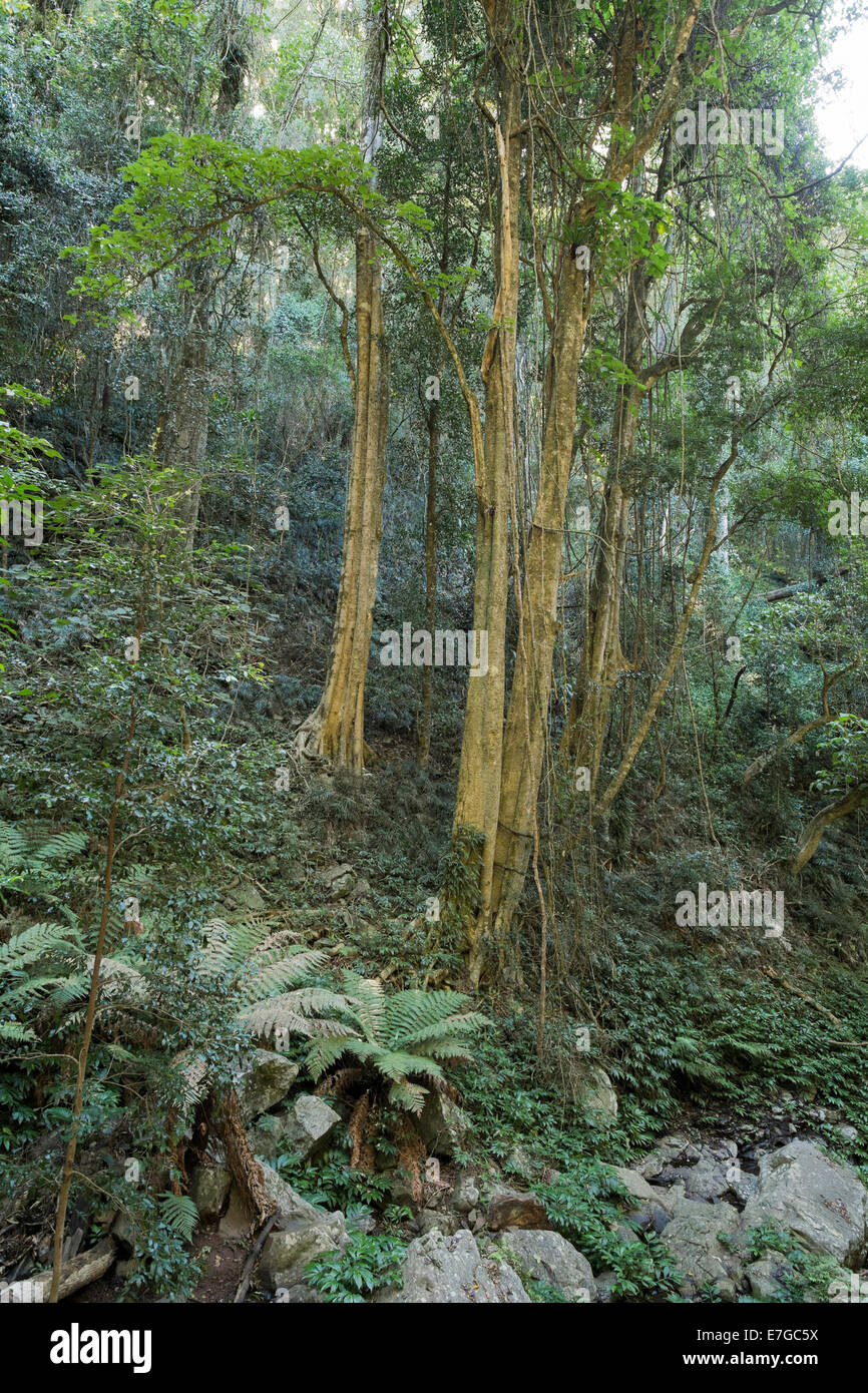 On the Paradise Falls Walk Stock Photo - Alamy
