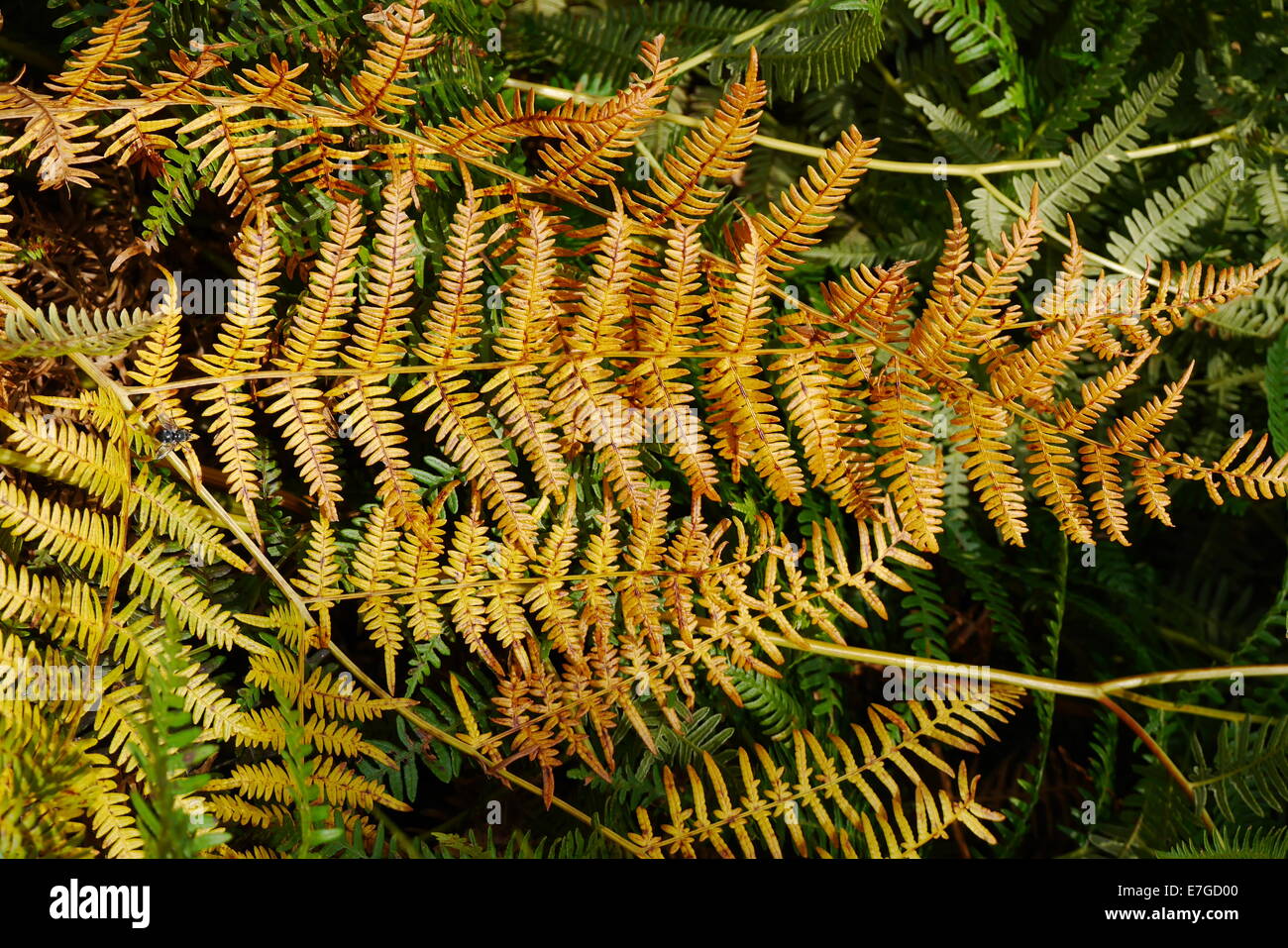 patterns in ferns Stock Photo - Alamy