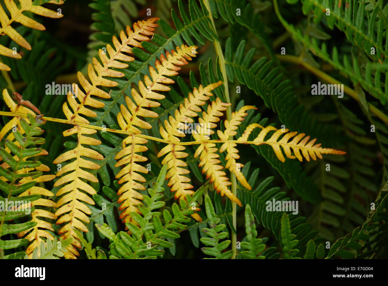 patterns in ferns Stock Photo - Alamy